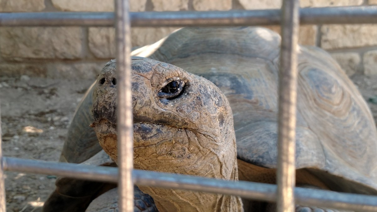 On finally meeting the Galápagos tortoise – Jackson Atkins